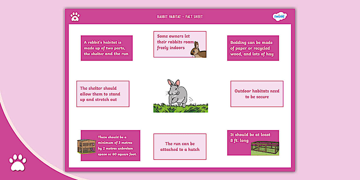 Rabbit Habitat - Fact Sheet - Bunny Care - Twinkl Pets