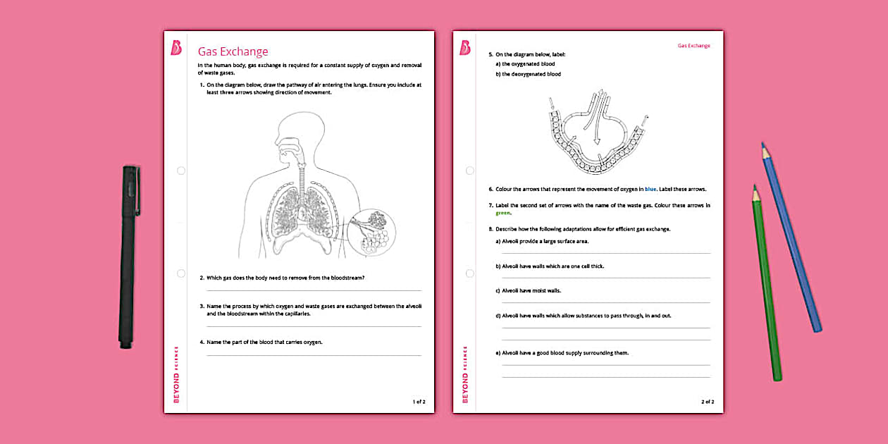 KS3 Gas Exchange Worksheet | KS3 Biology | Beyond Science
