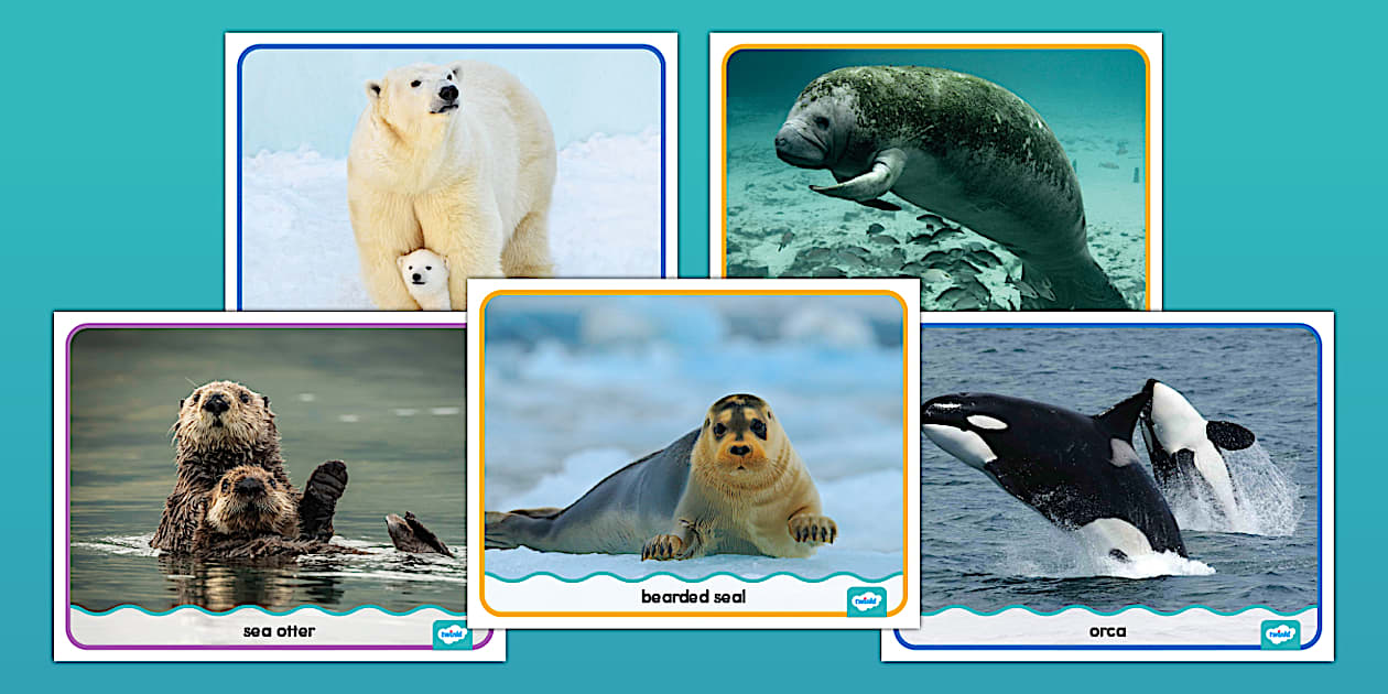 Marine Mammals Photos (teacher made) - Twinkl