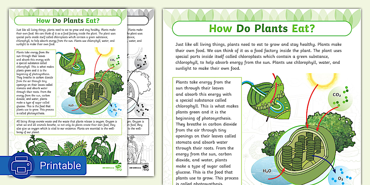 How do plants eat? – Activity Sheet (teacher made)