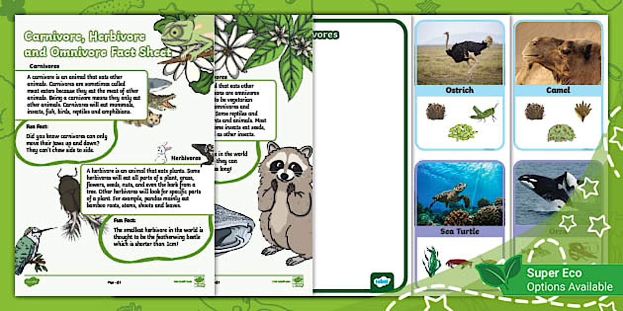 Carnivore, Herbivore or Omnivore Sorting Activity (5 - 6)
