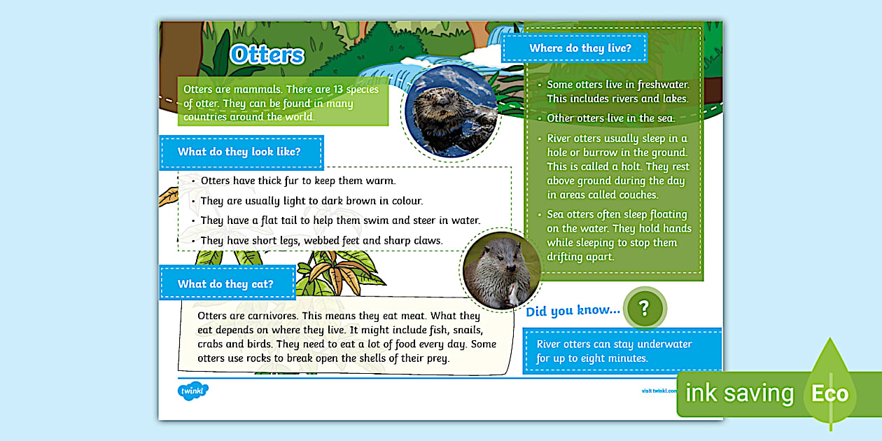 Otter Fact File - Twinkl - KS1 (teacher made) - Twinkl