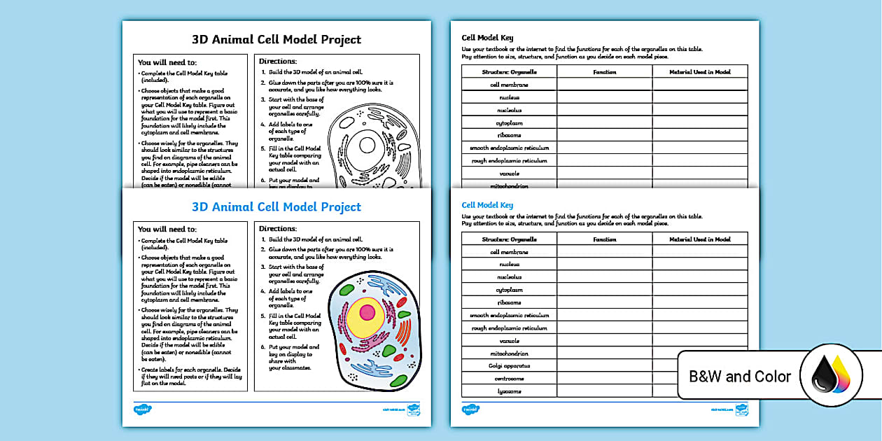 Sixth Grade 3D Animal Cell Model Project | Twinkl USA