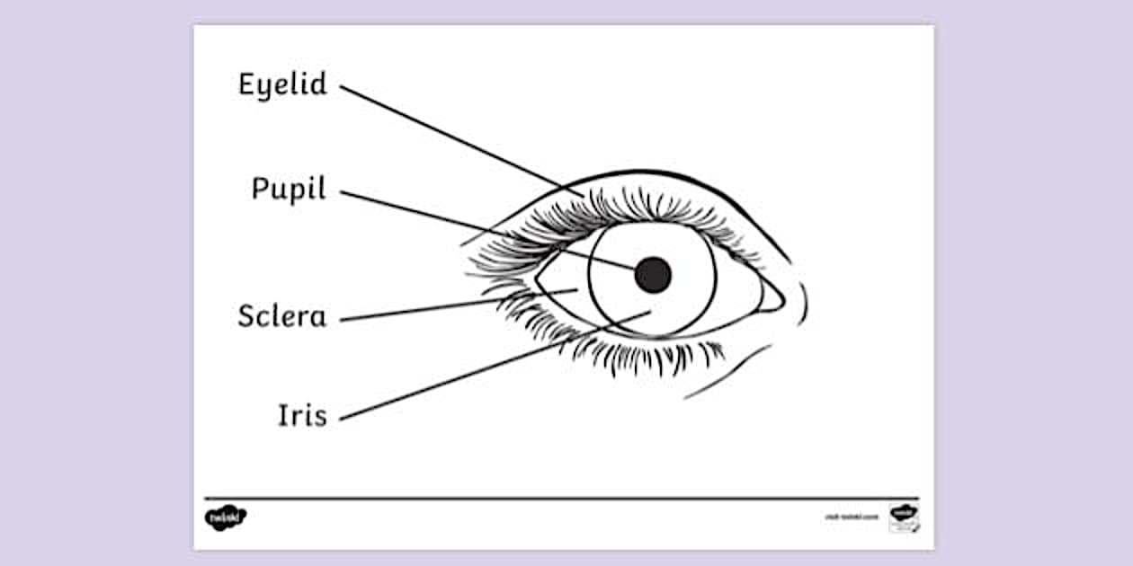 Eye Labelled Diagram Colouring Sheet - Parents - Twinkl