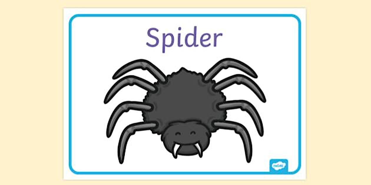 Big Spider Poster | Primary Resources (teacher made)