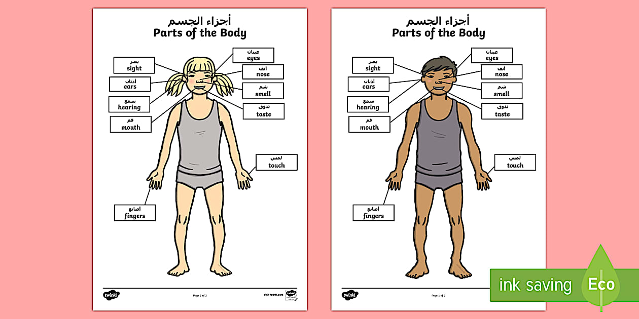 Parts of the Body Senses Labelling Worksheet / Worksheet Arabic/English