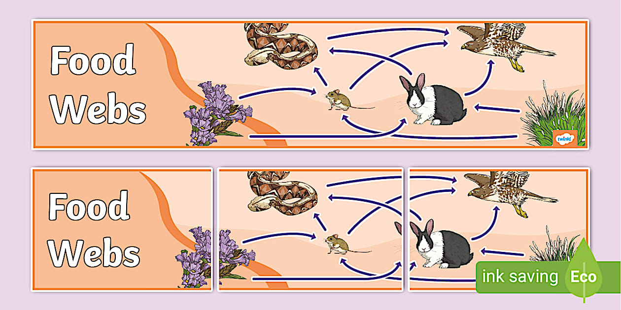 Food Webs Display Banner, Food Web (teacher made) - Twinkl