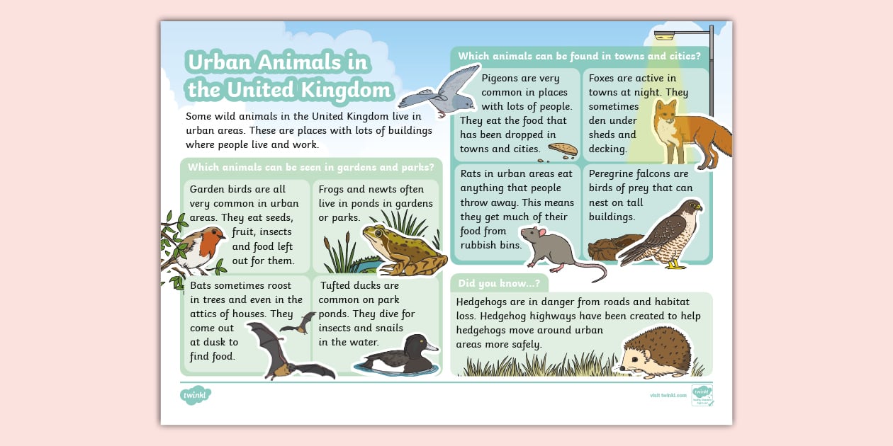 KS1 Urban Animals in the United Kingdom Fact File - Twinkl
