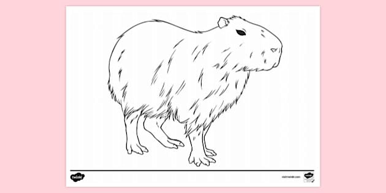 Capybara Colouring Sheet | Twinkl Animals - Twinkl