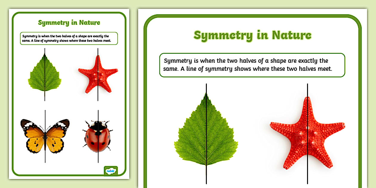 Symmetry in Nature Poster - Twinkl - KS1 (Teacher-Made)