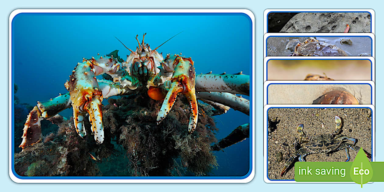Crabs Photo Pack (teacher made) - Twinkl