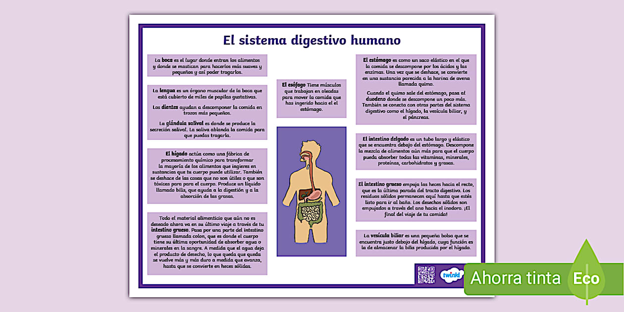 Póster Sistema Digestivo Humano