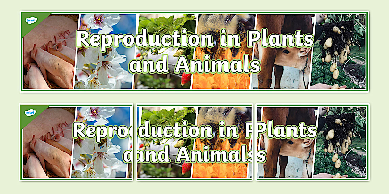 Reproduction in Plants and Animals Display Banner - Twinkl