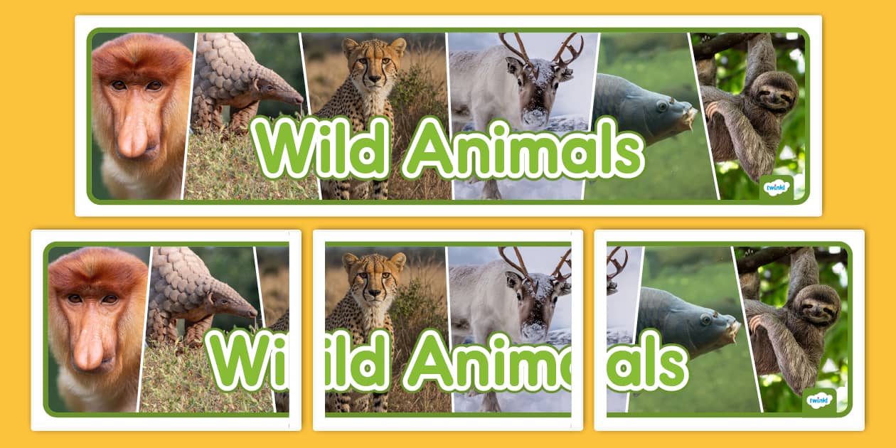 Wild Animals Bulletin Board Banner for Early Childhood