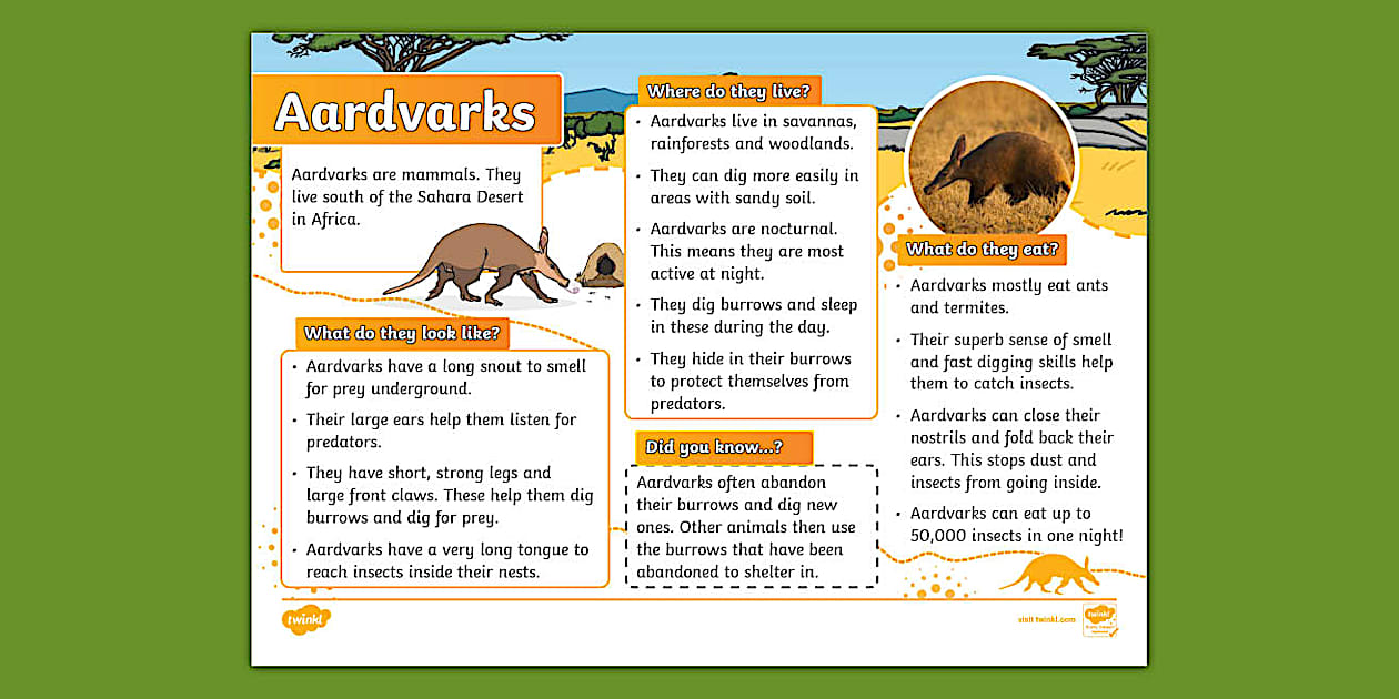 KS1 Aardvark Fact File - Animals (teacher made) - Twinkl