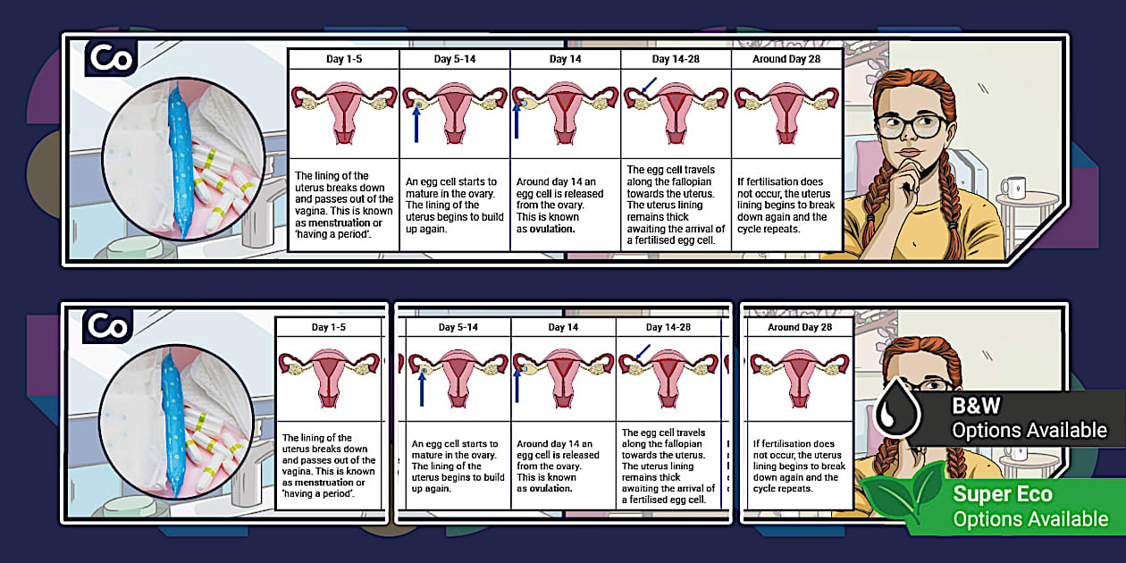 RSHP Menstruation Cycle Display Timeline (teacher made)