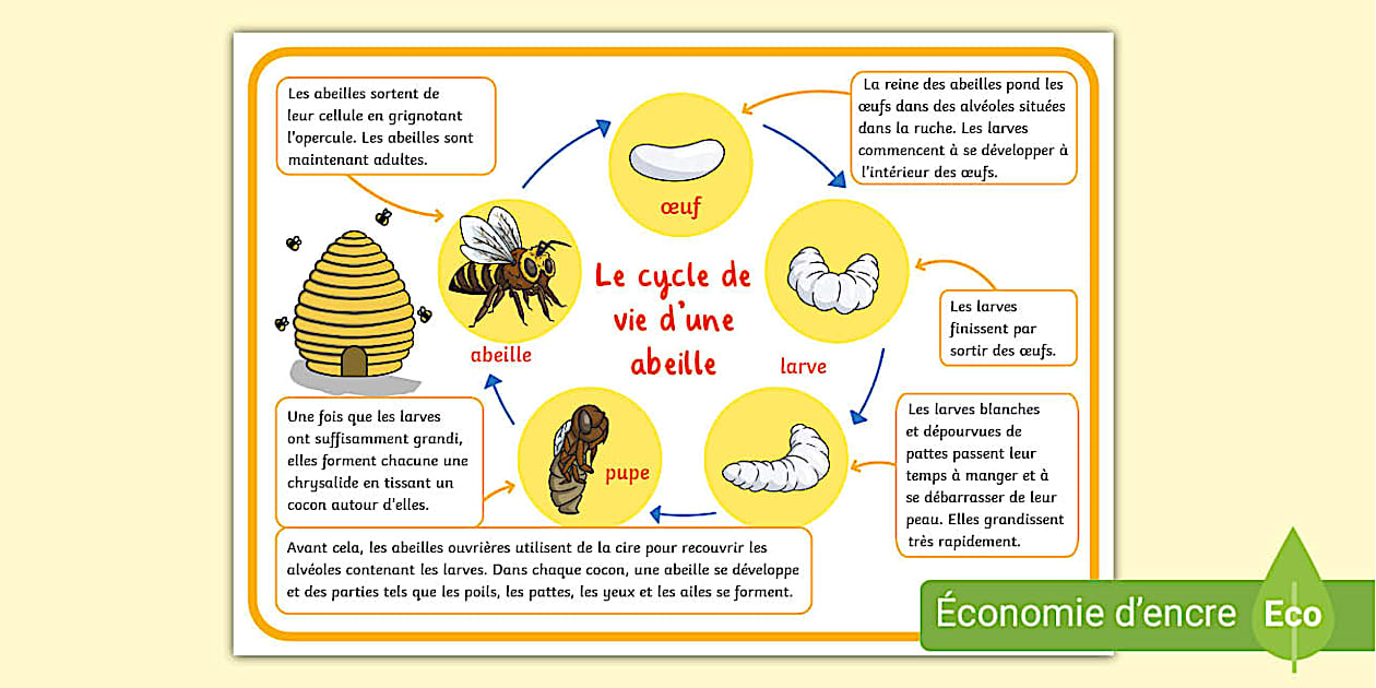 PDF sur le cycle de vie des abeilles (Teacher-Made) - Twinkl