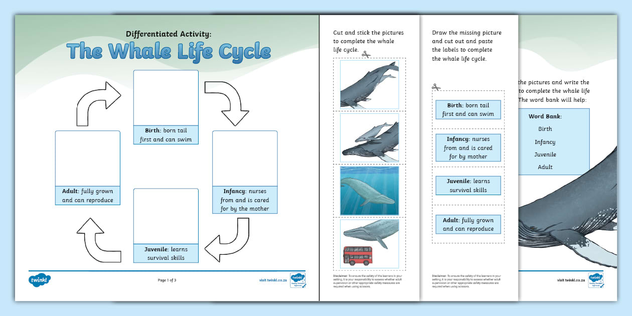 Whale Life Cycle - Differentiated Activity (teacher made)