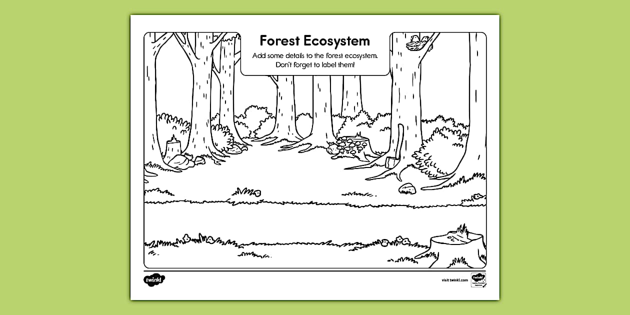 Draw the Forest Ecosystem Worksheet for K-2nd Grade - Twinkl
