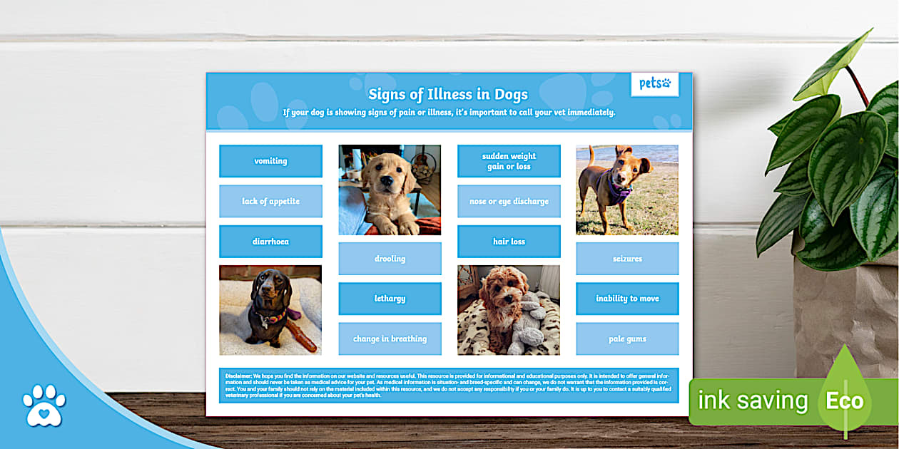 Signs of Illness in Dogs - Display Poster - Twinkl Pets