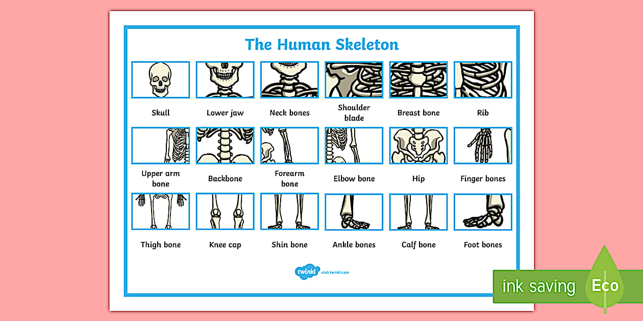 Editable Human Skeleton Word Mat - Twinkl