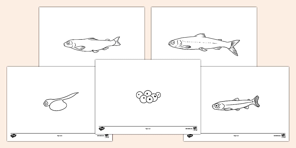 Salmon Life Cycle Colouring Sheets (teacher made) - Twinkl