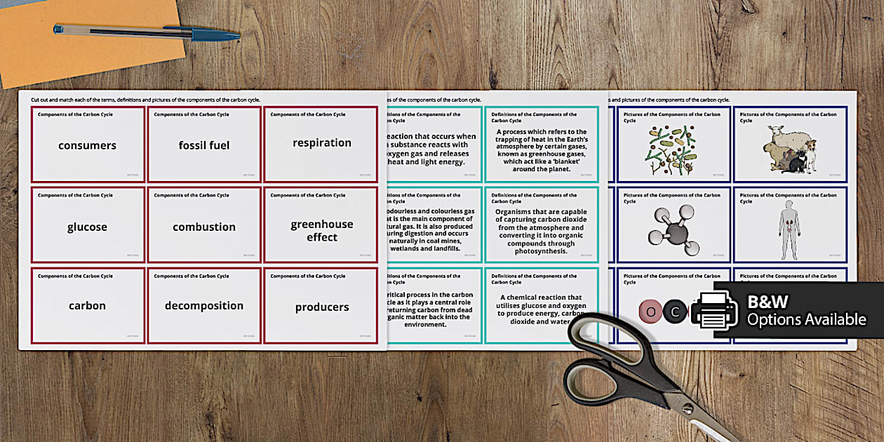 The Carbon Cycle Matching Activity (teacher made) - Twinkl