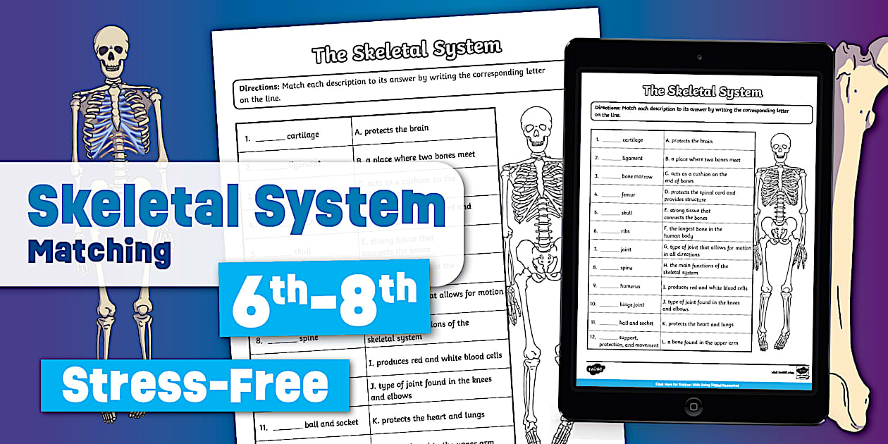 The Skeletal System Matching Worksheet for 6th-8th Grade
