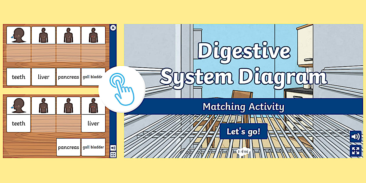 Digestive System Interactive Matching Activity | Twinkl Go