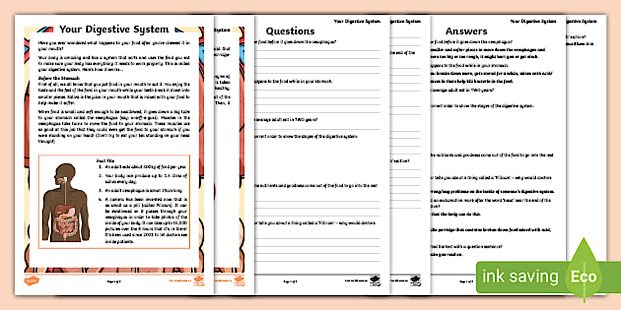 Cursive Year 3 and Year 4 The Digestive System Differentiated Reading