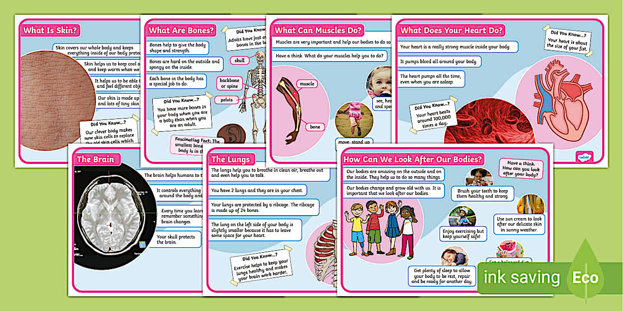 EYFS All About the Body Fact Files | Twinkl (teacher made)