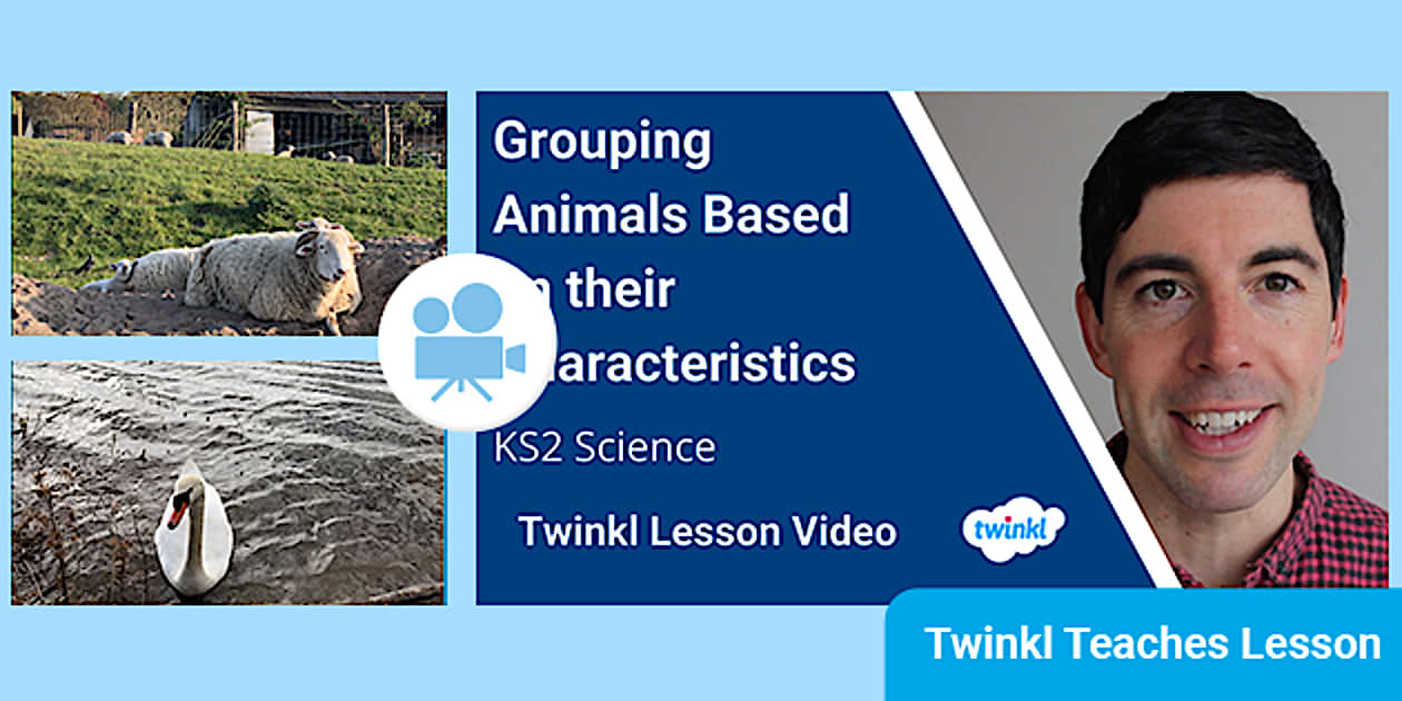 KS2 (Ages 7-11) Science: Grouping Animals Based on their ...