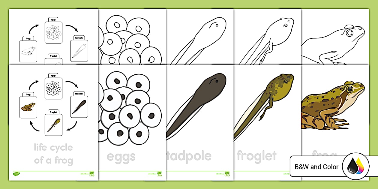 Life Cycle of a Frog Trace and Color Worksheet - Twinkl
