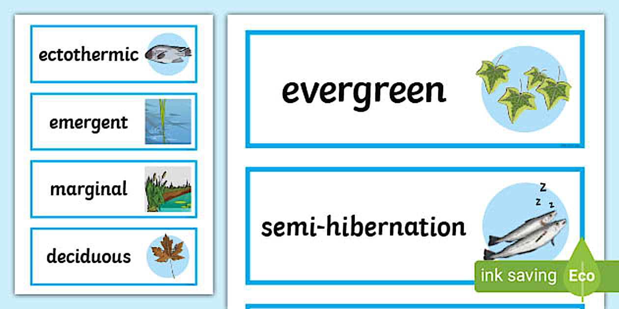 Winter Pond Word Cards - Water Habitat - Science Resources