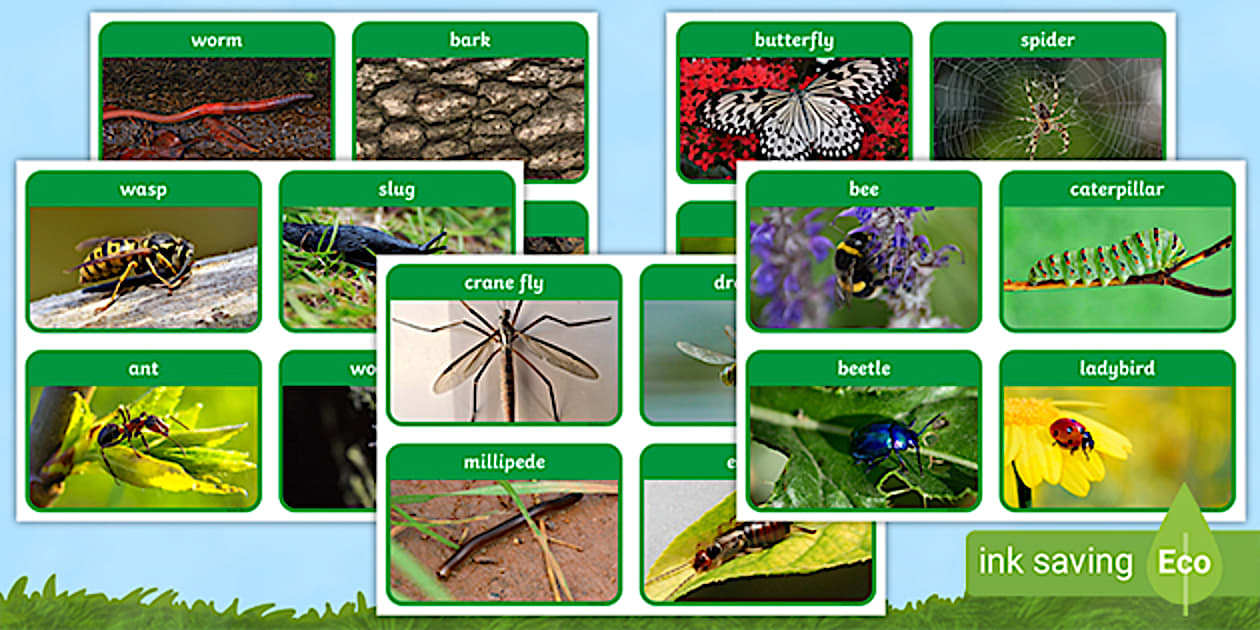 Minibeast Photo Word Cards (teacher made) - Twinkl