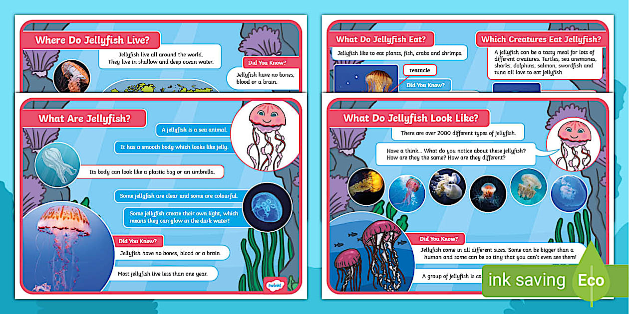 Jellyfish | Twinkl Resources (ティーチャーメイド)