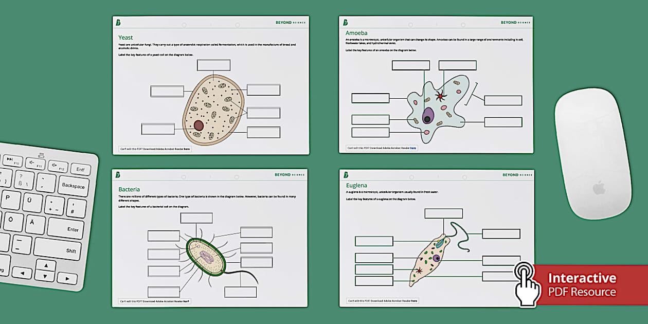 Unicellular Organisms Labelling Worksheets - Interactive
