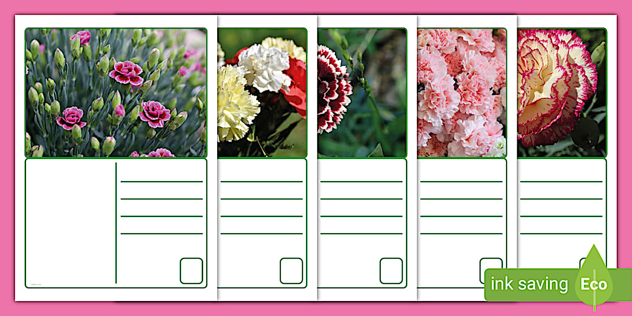 Carnation Postcards | Twinkl | Spring Flowers | Writing KS1