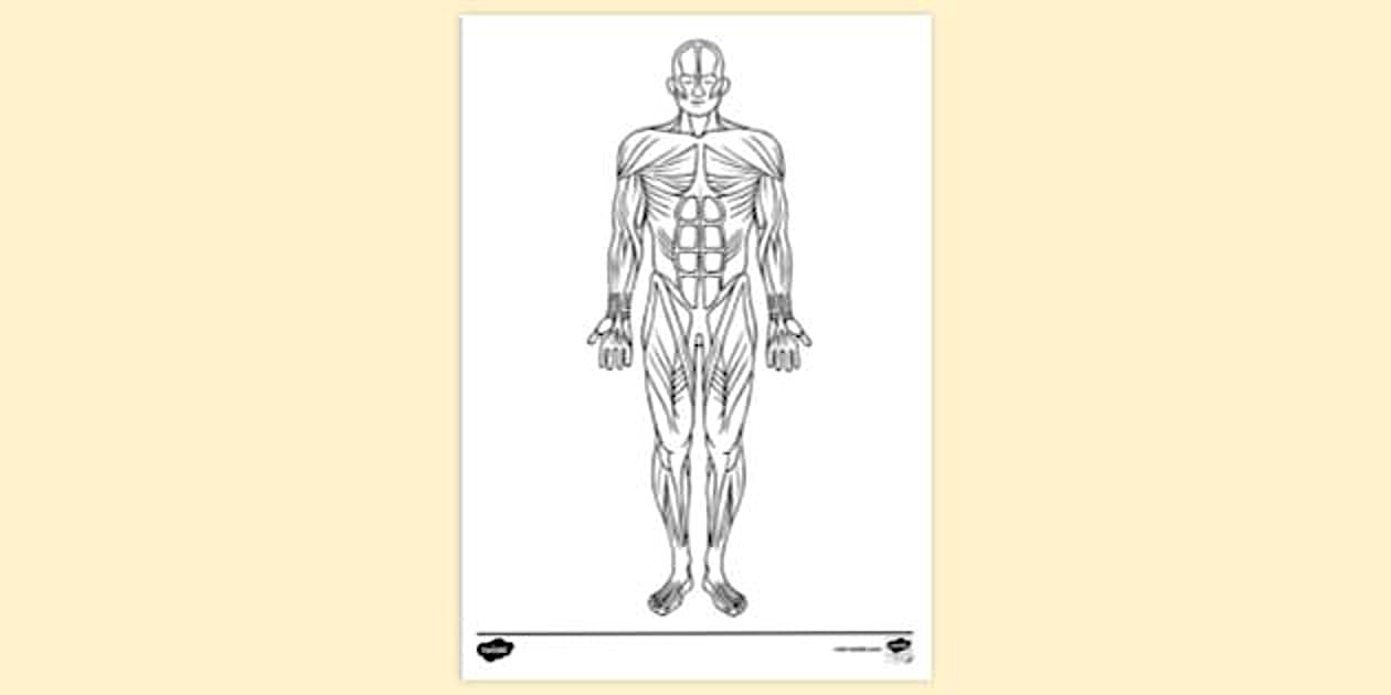 Muscular Systems Colouring | Colouring Sheets - Twinkl
