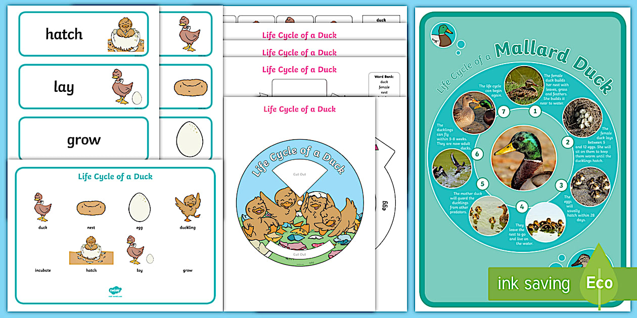 Egg Functions & The Life Cycle of a Duck Resource Pack