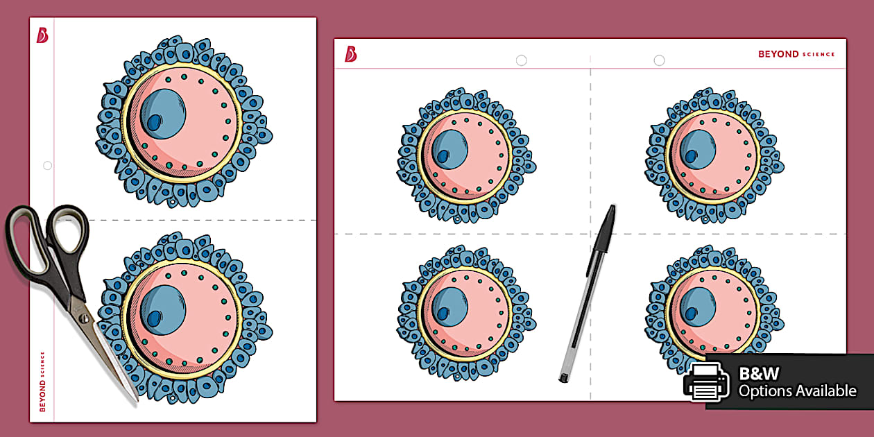 Egg Cell Printable Diagram | Biology | Beyond Science