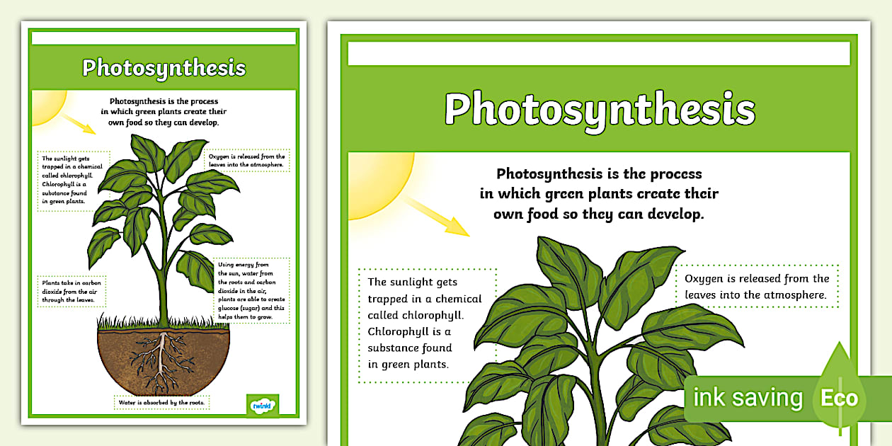 Photosynthesis Poster - Display Resource - KS2 - Twinkl