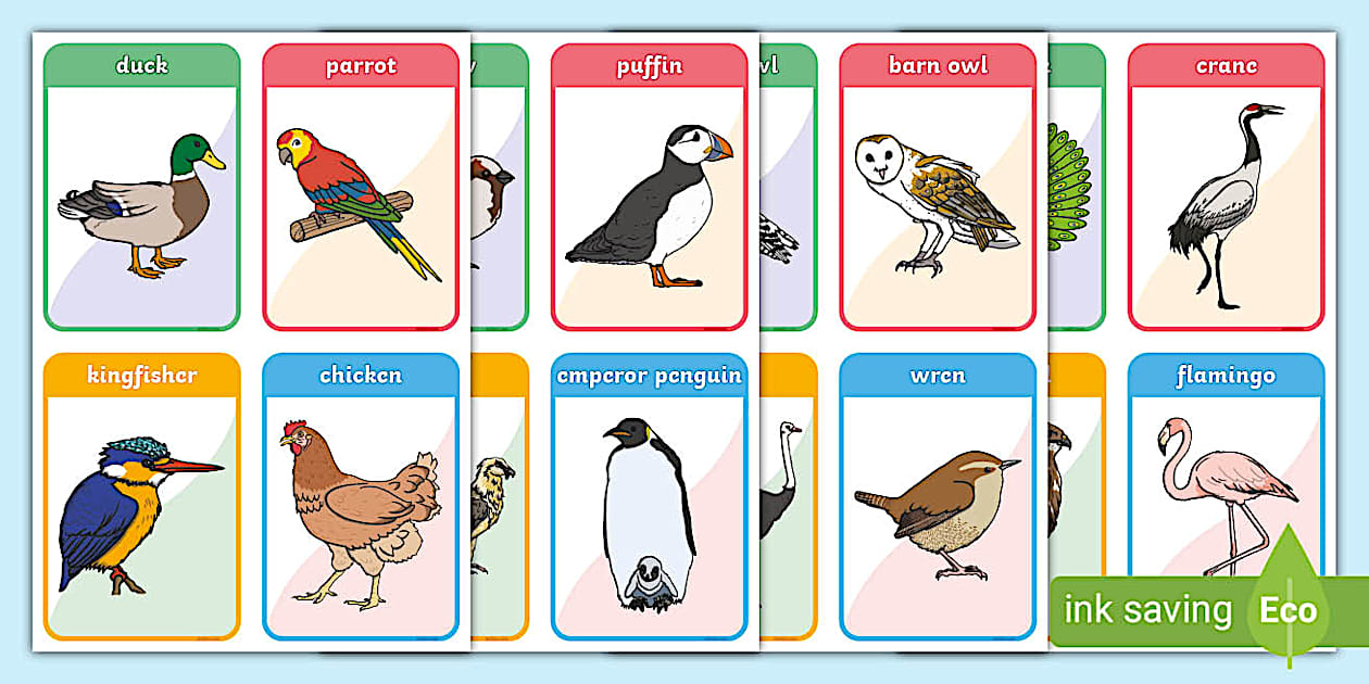 Bird Flashcards - Animals - KS1 (teacher made) - Twinkl