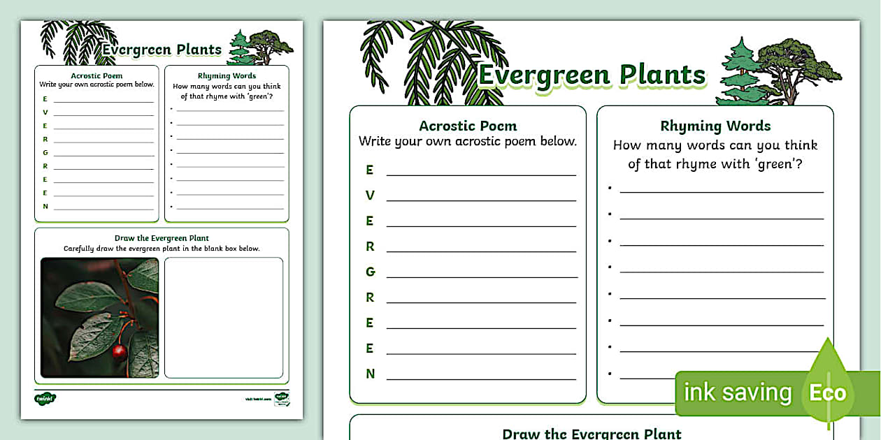 Evergreen Plants Boredom Buster Worksheet (Teacher-Made)