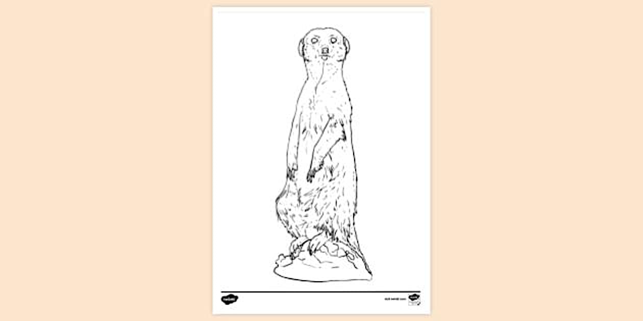 Meerkat Colouring Sheet (teacher made) - Twinkl