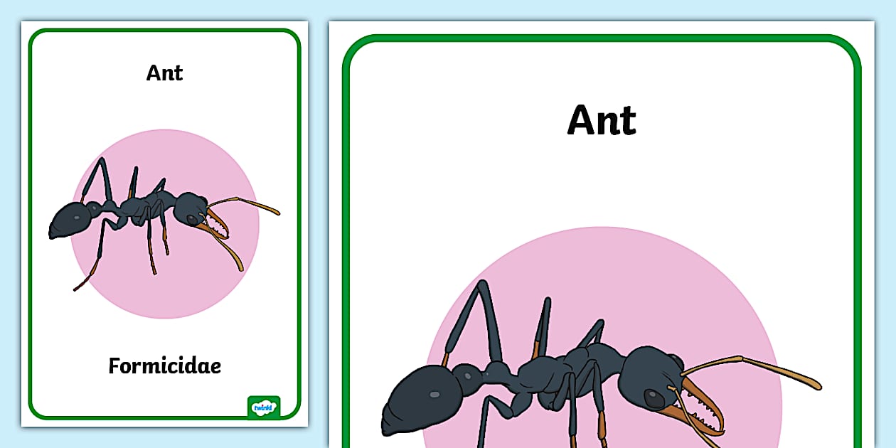 Ant Scientific Name Display Poster (Teacher-Made) - Twinkl