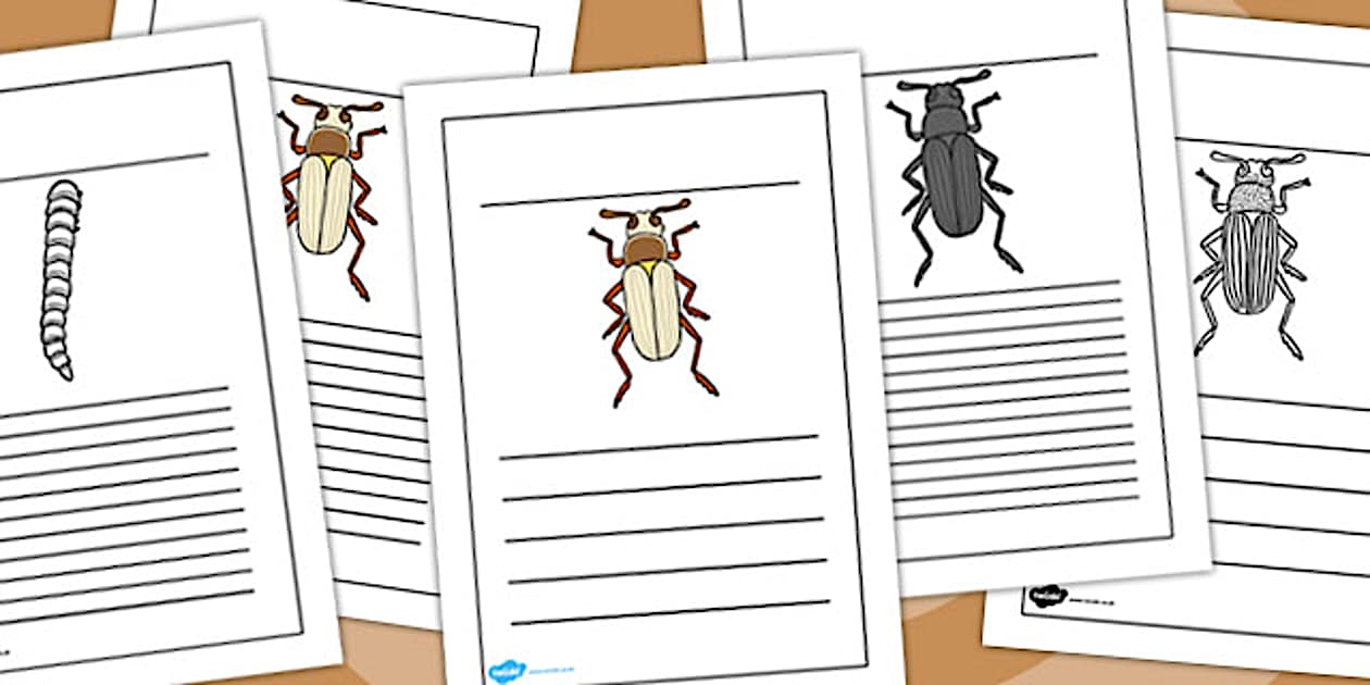Darkling Beetle Life Cycle Writing Frames Standard Lined BW