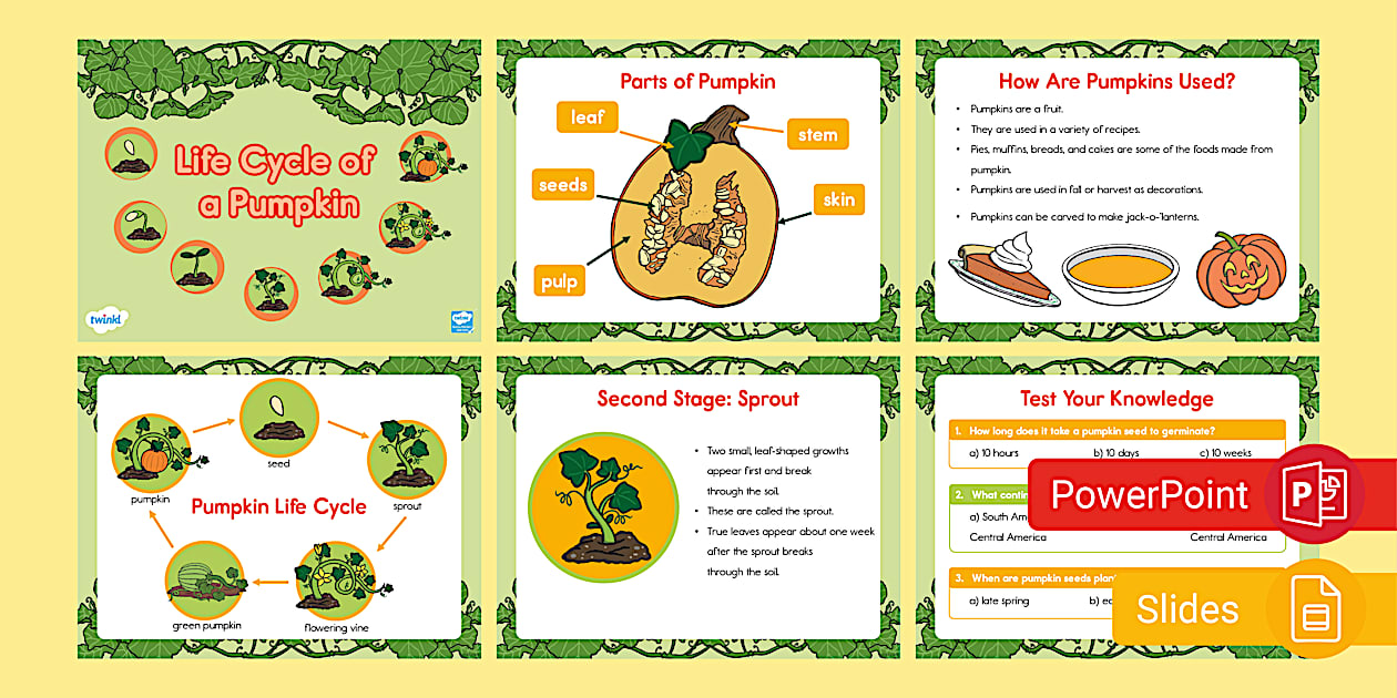 Life Cycle of a Pumpkin PowerPoint & Google Slides for K-2nd Grade