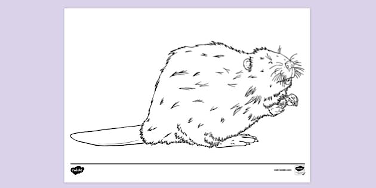 Beaver Colouring Sheet | Colouring Sheets (professor feito)