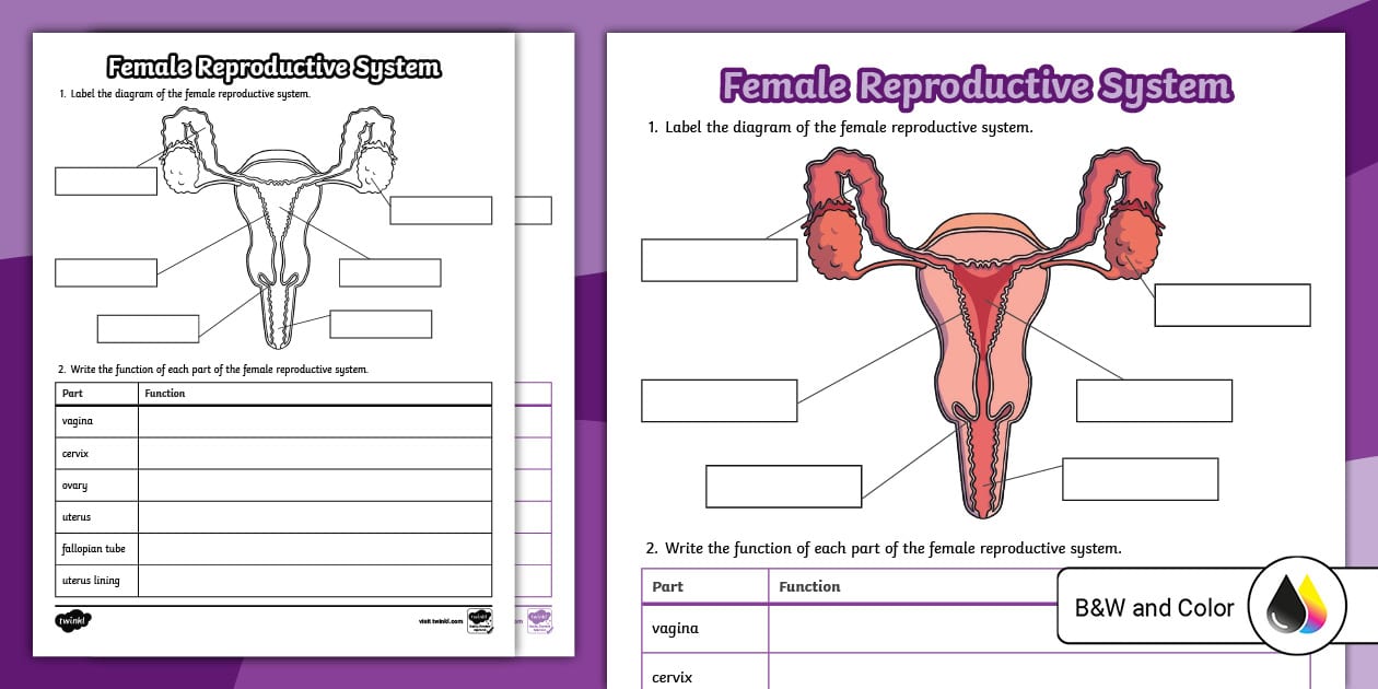 Female Reproductive System Labeling Worksheet for 6th-8th Grade